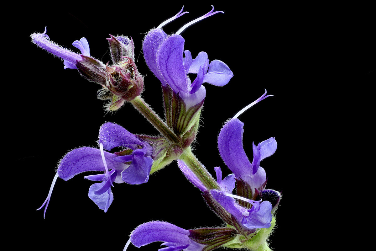 Stacked Macro Meadow Sage: Image stacked using a WeMacro Focus Rail and ...