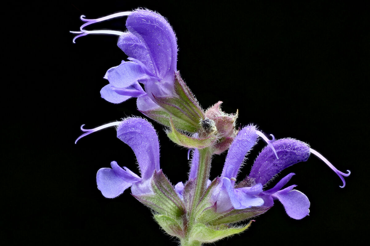 Stacked Macro Meadow Sage: Image stacked using a WeMacro Focus Rail and ...