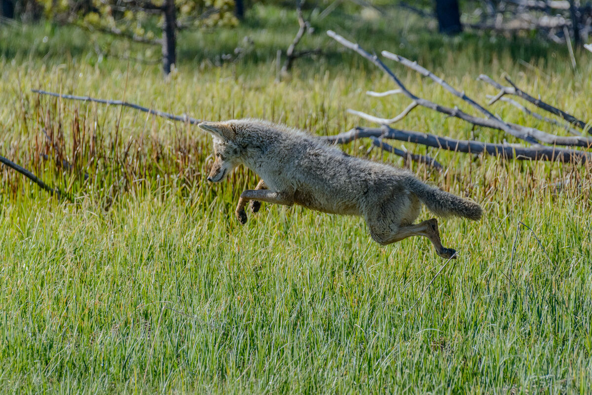 A few pics from this week in Yellowstone: A Coyote pouncing on ground ...