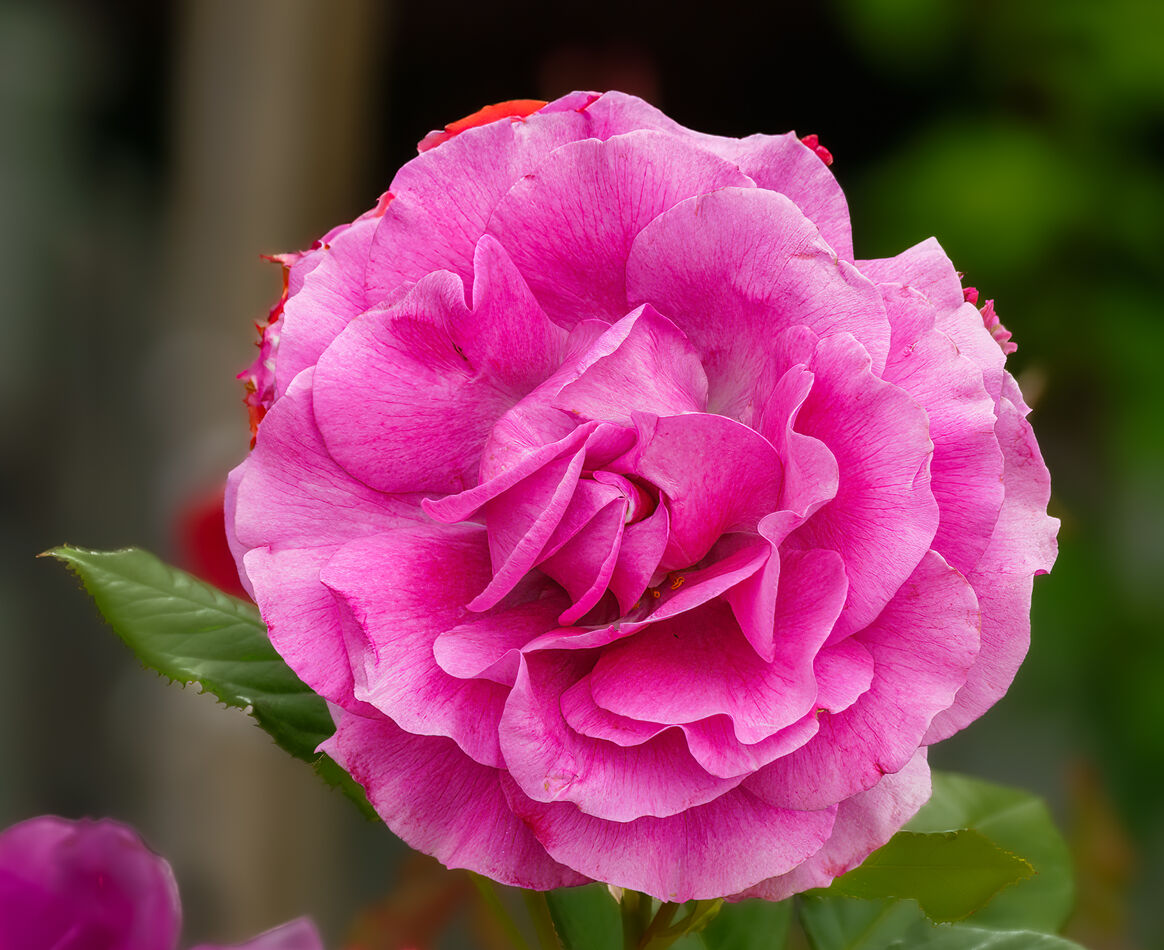 Different flower close-ups: Unlike my usual flowers shots taken during ...