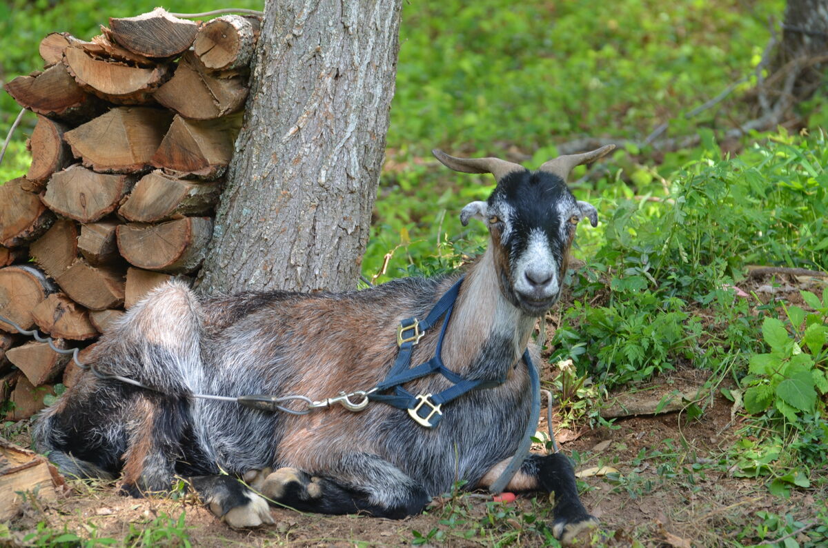 Old Goat: I heard men called an "Old Goat" before. Well. I fond a real one.