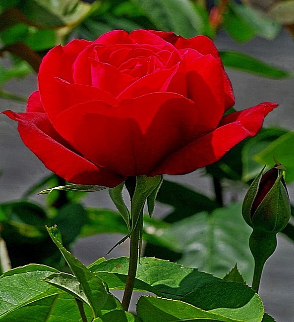 "Rosa × Odorata (Andrews) Sweet Tea Rose.": Lens: SMC Takumar F 70 ...