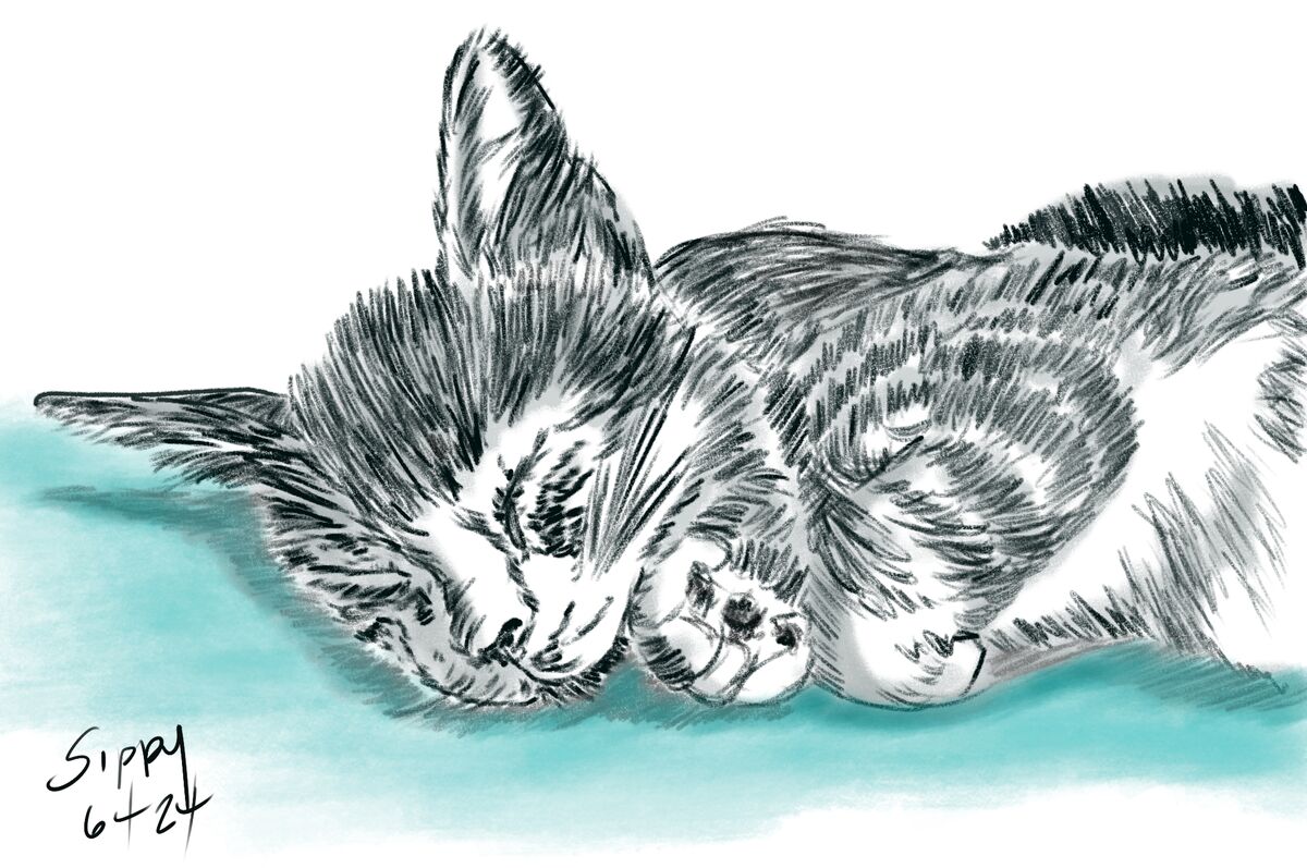 Digital Artistry - Cat Nap: I enjoy sketching with a charcoal pencil ...