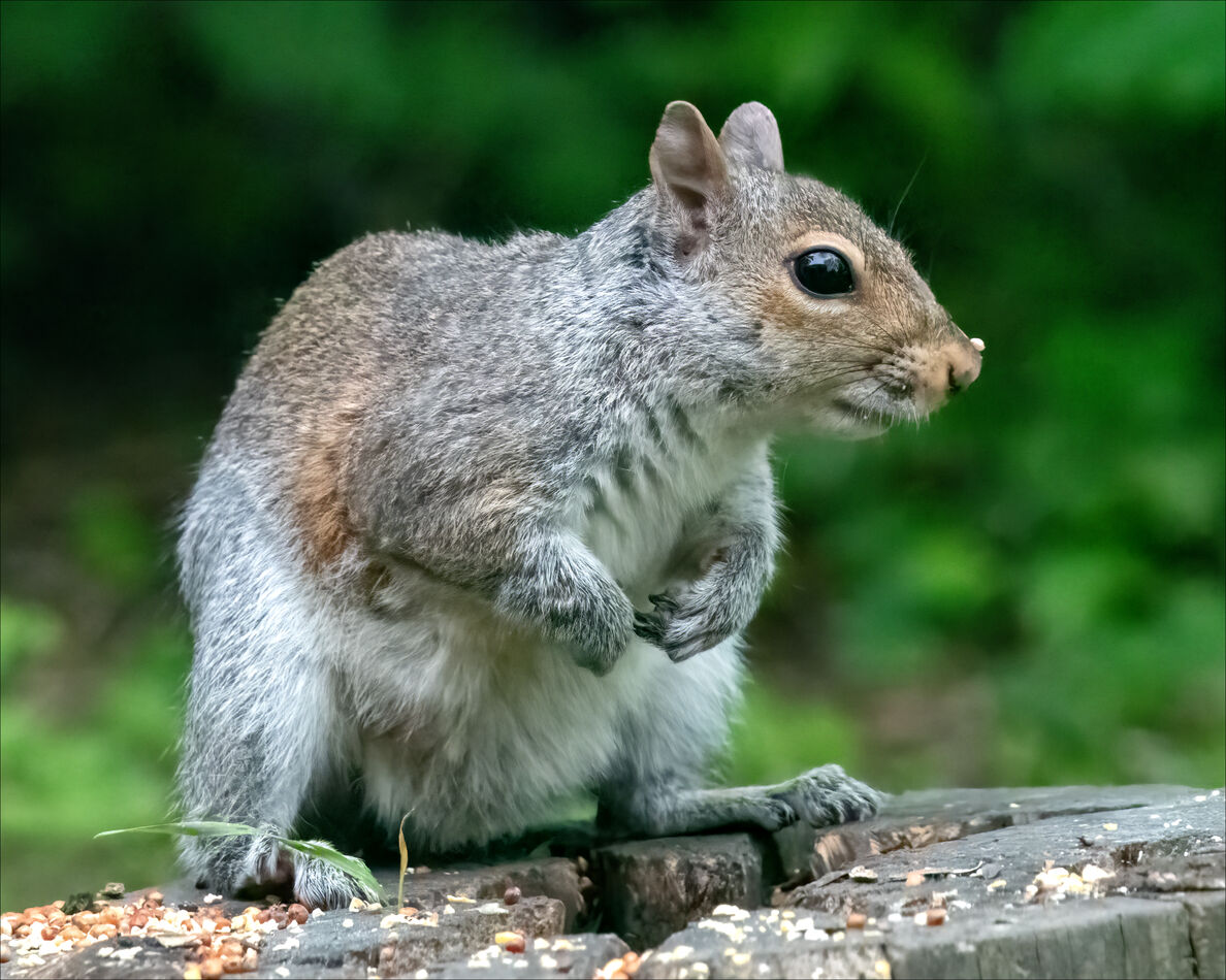 Squirrels: Three squirrels posing for food.