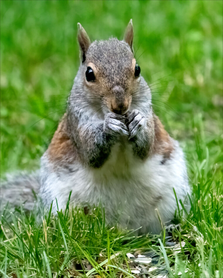 Squirrels: Three squirrels posing for food.