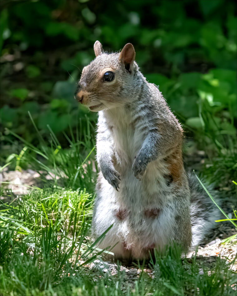 Squirrels: Three squirrels posing for food.