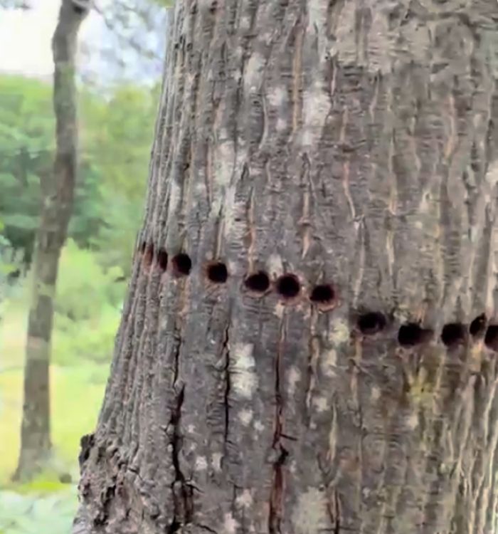 Holes in a Tree: A local guy posted a short video showing holes that a ...