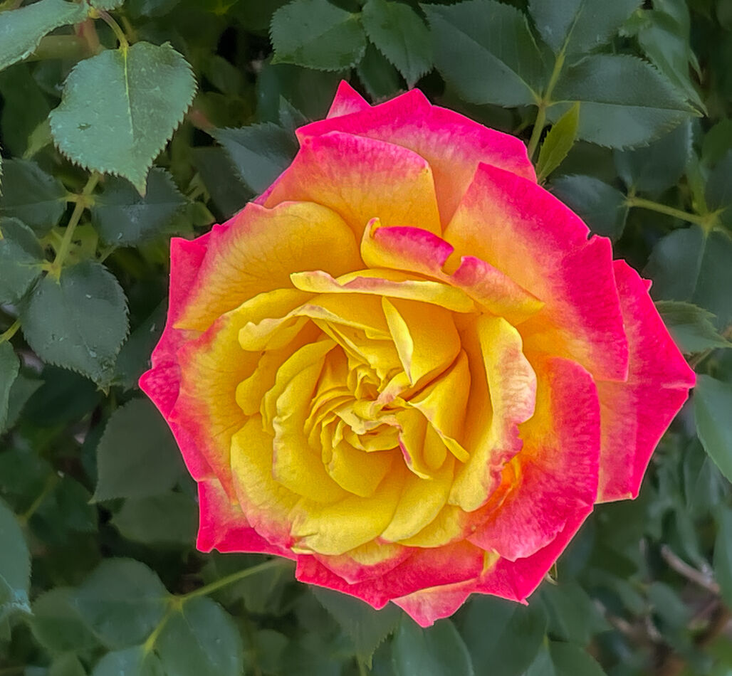 Multi-colored roses: This spring I am seeing many more multi-colored ...