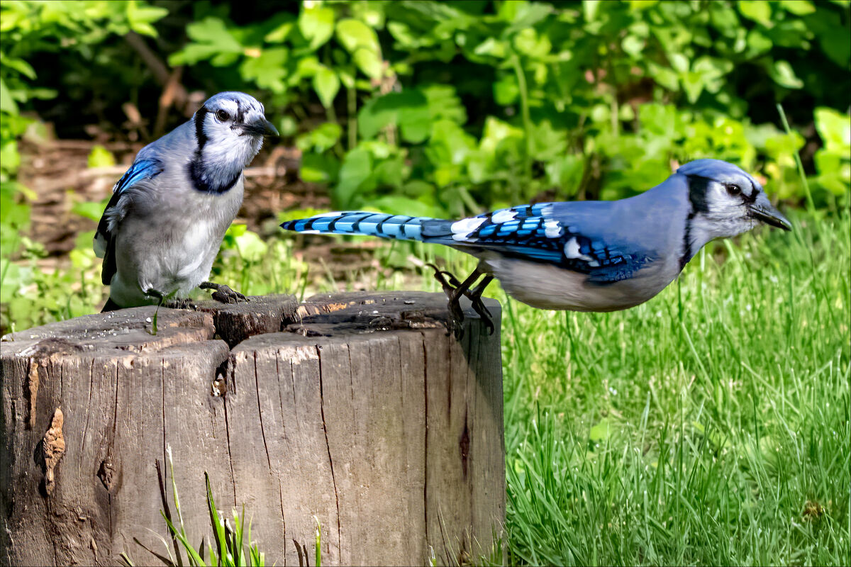 Birds of Blue Bell No. 53: A selection of avian life in Blue Bell: male ...