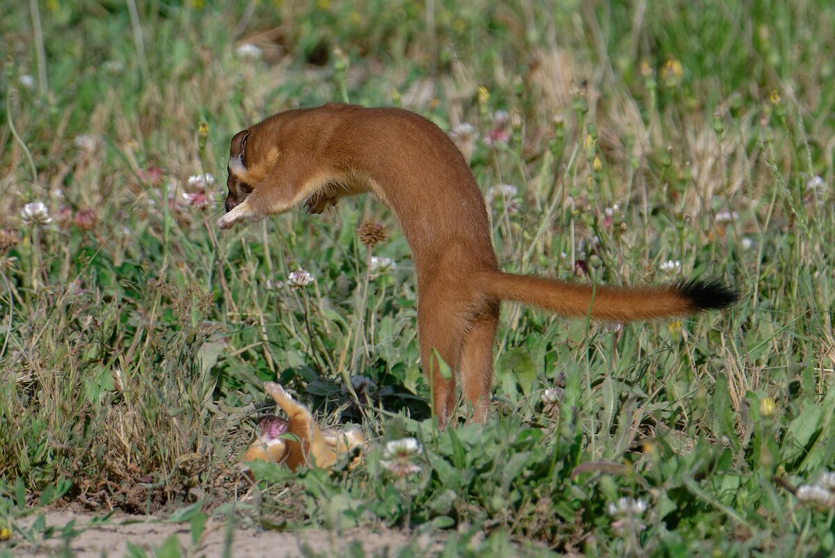 Summer time fun: long-tailed weasel cubs come out of their den: Always ...