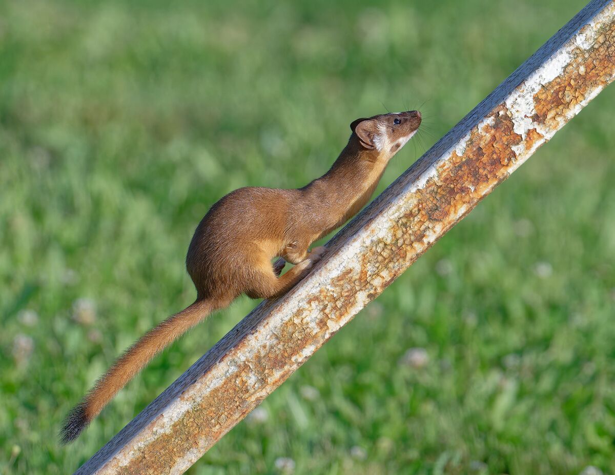 Summer time fun: long-tailed weasel cubs come out of their den: Always ...