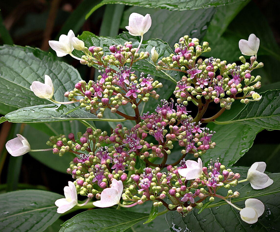 Lace Cap Hydrangea: Unreal detail in these. They had not bloomed in ...