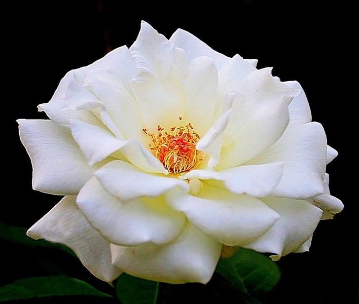 "Rosa moschata Herrm. Musk Rose.": Lens: Canon EF-S 55-250mm IS, STM ...