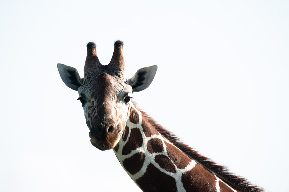 Very long neck, very pretty face: This pretty lady seemed interested in ...
