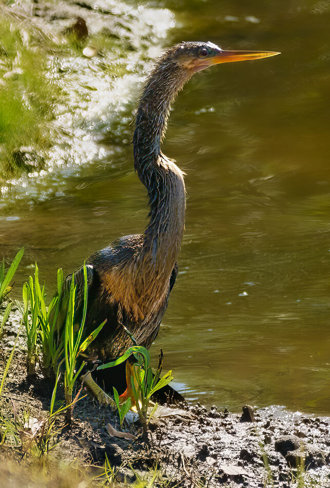 Anhinga at work: The anhinga (sometimes call the snake bird) does its ...