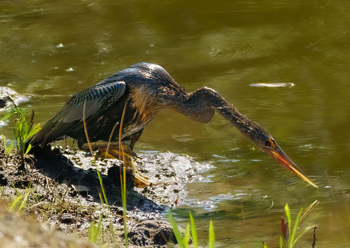 Anhinga at work: The anhinga (sometimes call the snake bird) does its ...