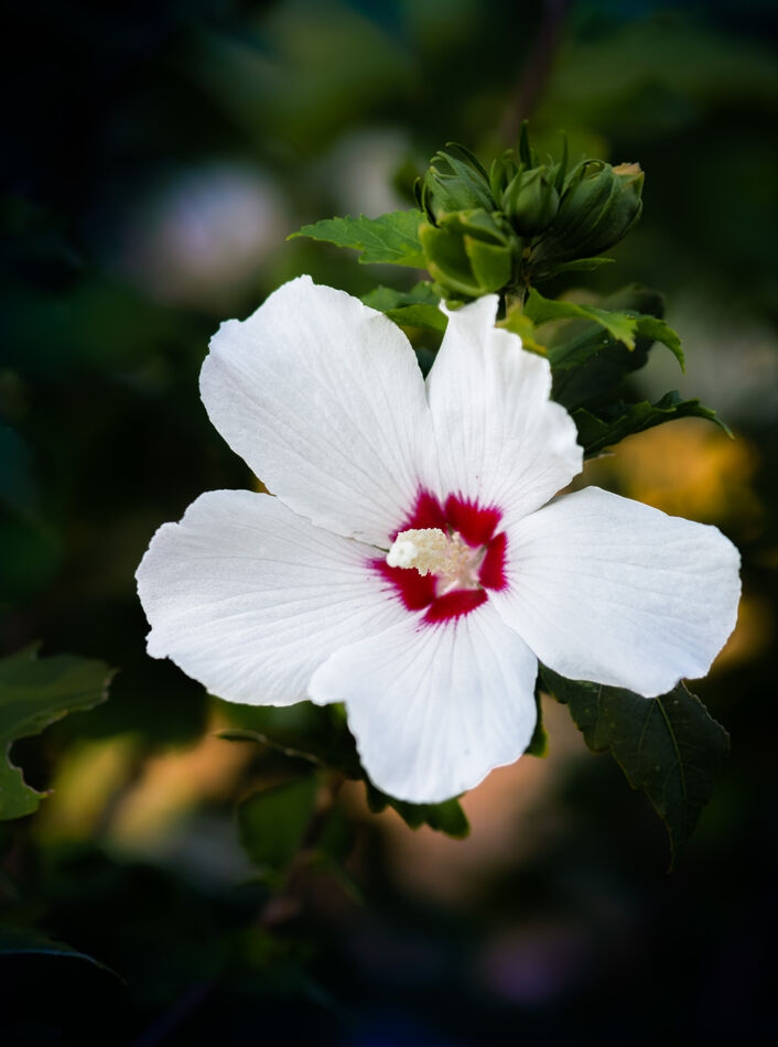 My Image Your Edit: Flower Art ** WINNER **: Again a tie. When a tie ...