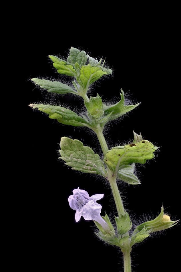 Macro Lemon Balm: Lemon balm is a perennial herbaceous plant in the ...