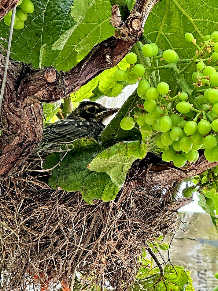 The Batch and The Hatch: Was a surprise to find the nest among the ...