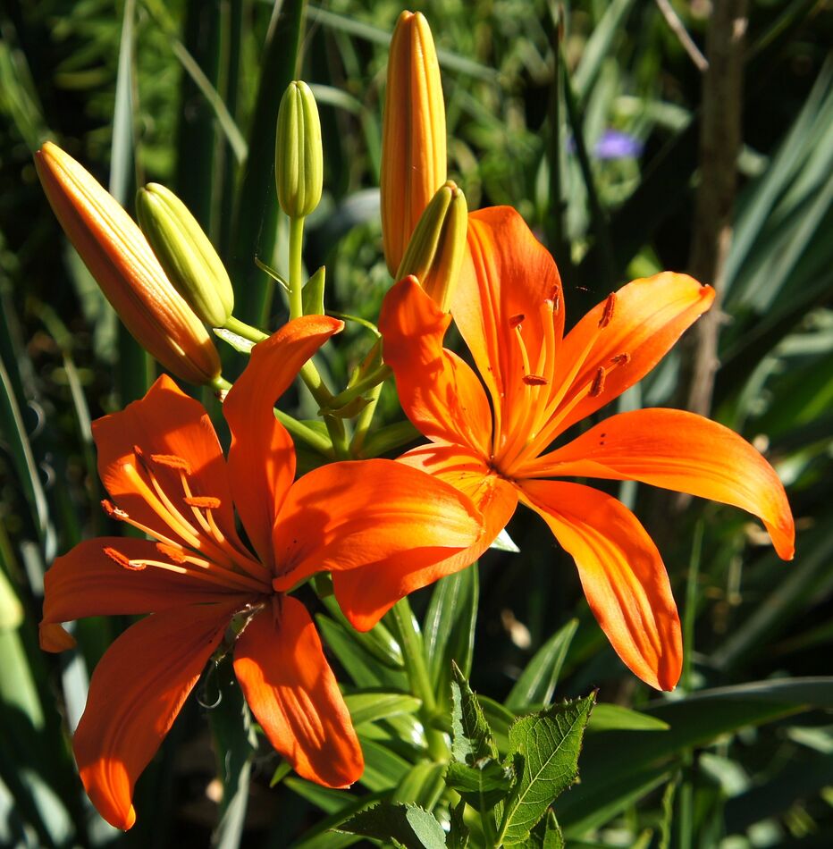Ablazing In Orange You Cannot Beat Them sm24 sm24 sm24 sm24 ablazing-in-orange-you-cannot-beat-them-sm24-sm24-sm24-sm24