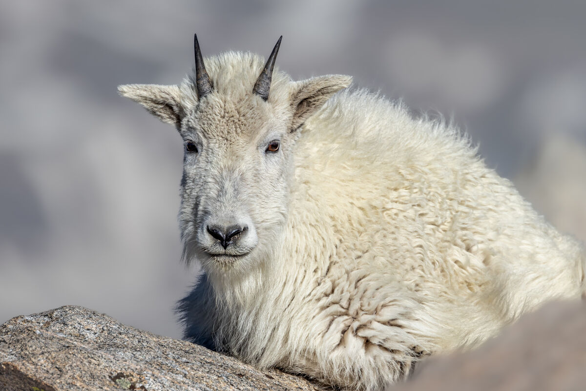 Yep, goats: More goat. I have several of the last goat that posed so ...