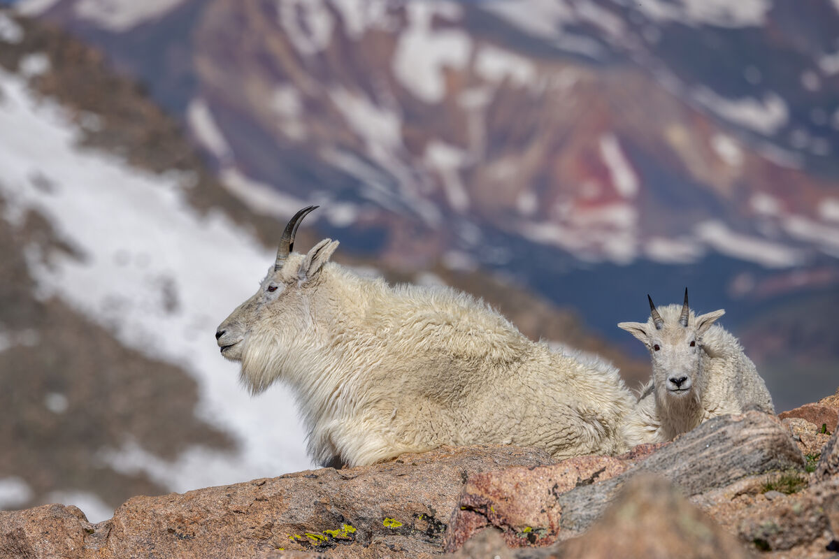 Yep, goats: More goat. I have several of the last goat that posed so ...