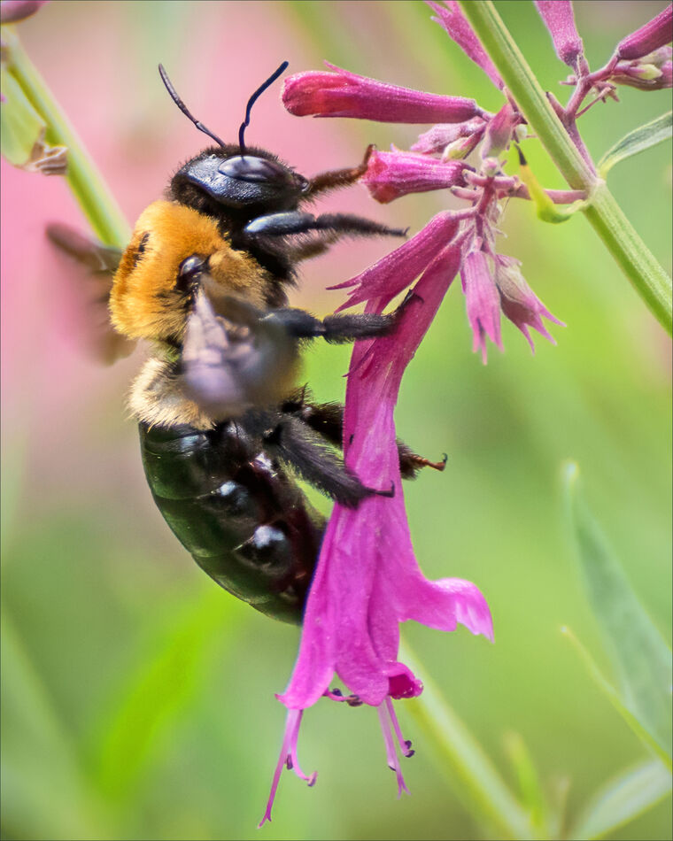 I C Bs: A carpenter bee, a killer bee (an Africanized honeybee) and a ...