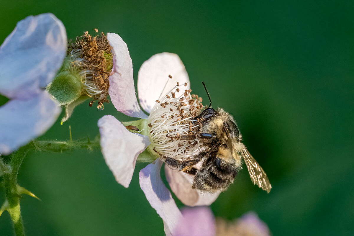Bees Luv Me Sum Bees: A few bee shots from our Short Forest July 2024 ...