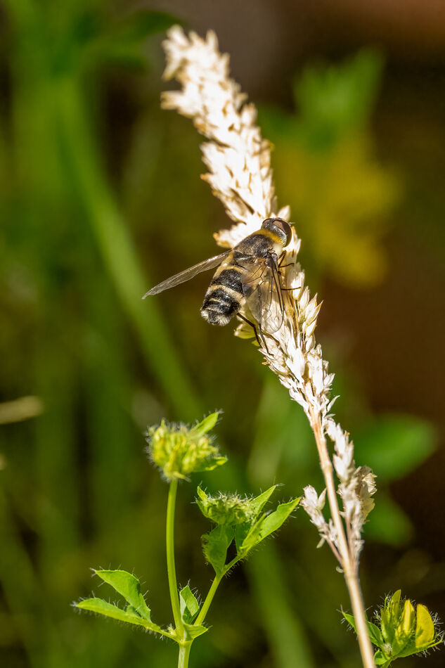 Bees Luv Me Sum Bees: A few bee shots from our Short Forest July 2024 ...