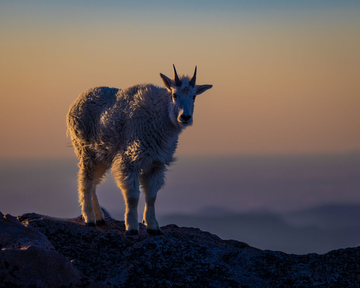 Goat, goat & goat: Leaving Monday to go camping so you will get a bunch ...
