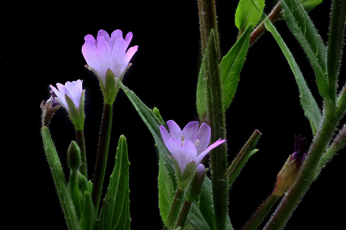 Macro Fringed Willowherb: Camers: Canon R10 Mirrorless Lens: Oshiro 2x ...