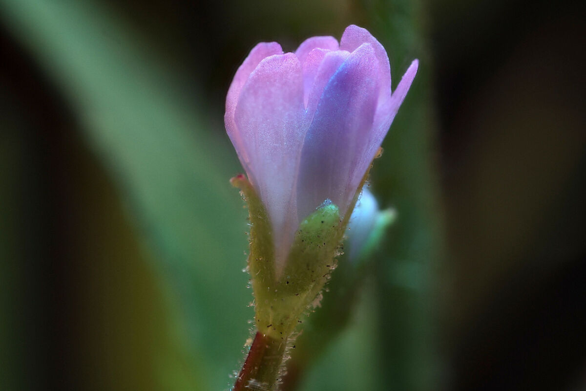 Macro Fringed Willowherb: Camers: Canon R10 Mirrorless Lens: Oshiro 2x ...