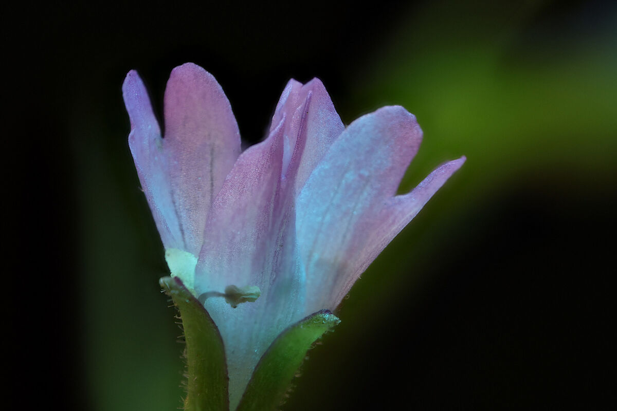 Macro Fringed Willowherb: Camers: Canon R10 Mirrorless Lens: Oshiro 2x ...
