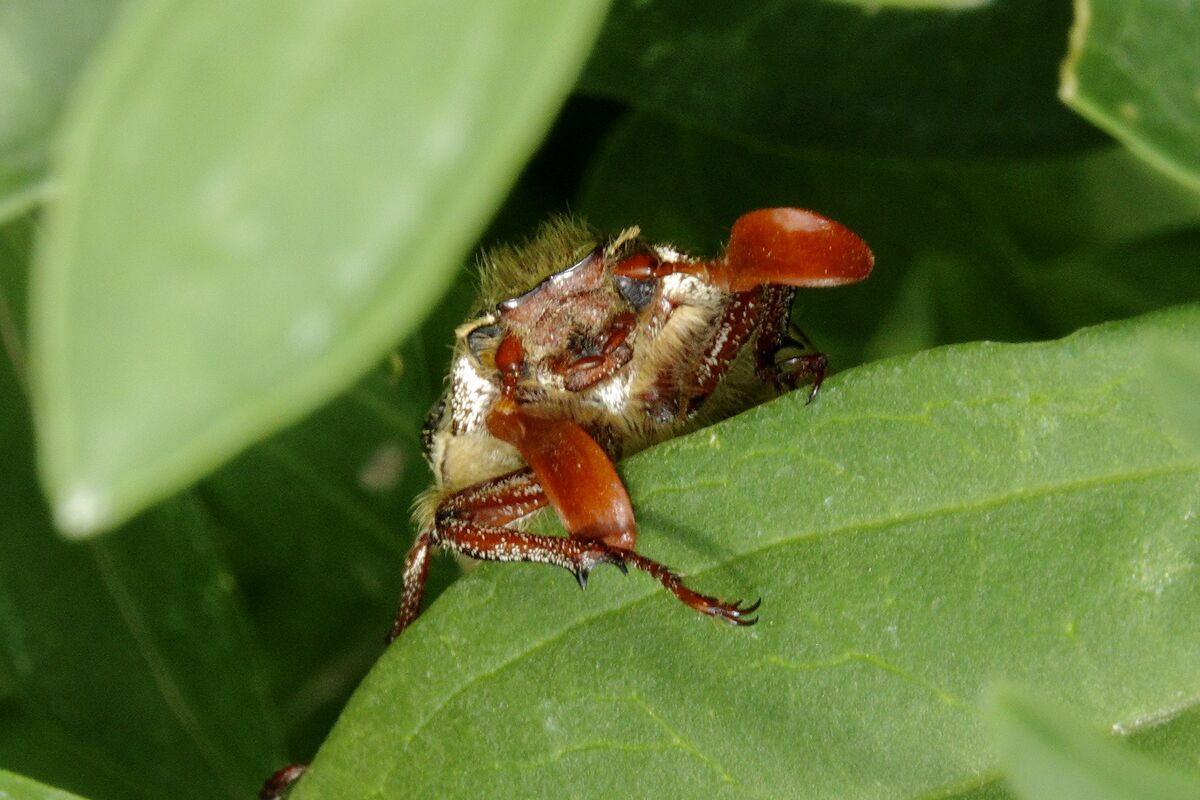 Yet Another Mystery Bug: This bug or whatever never did show all of ...