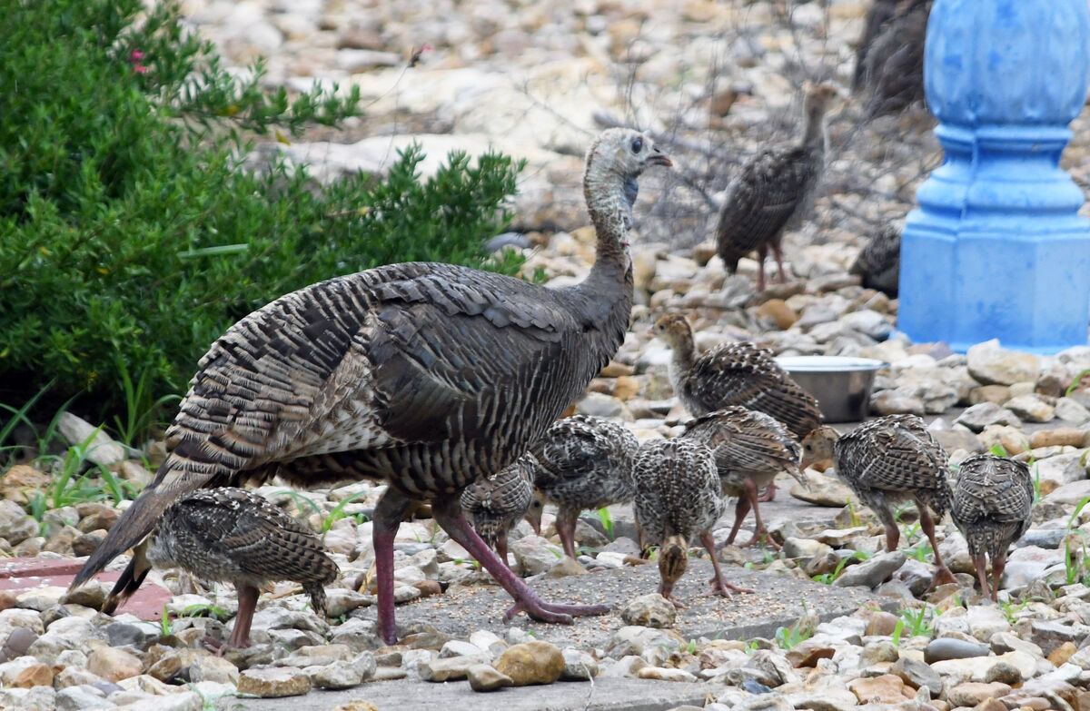 Turkey: I have the turkey come every day to eat the bird seed and have ...
