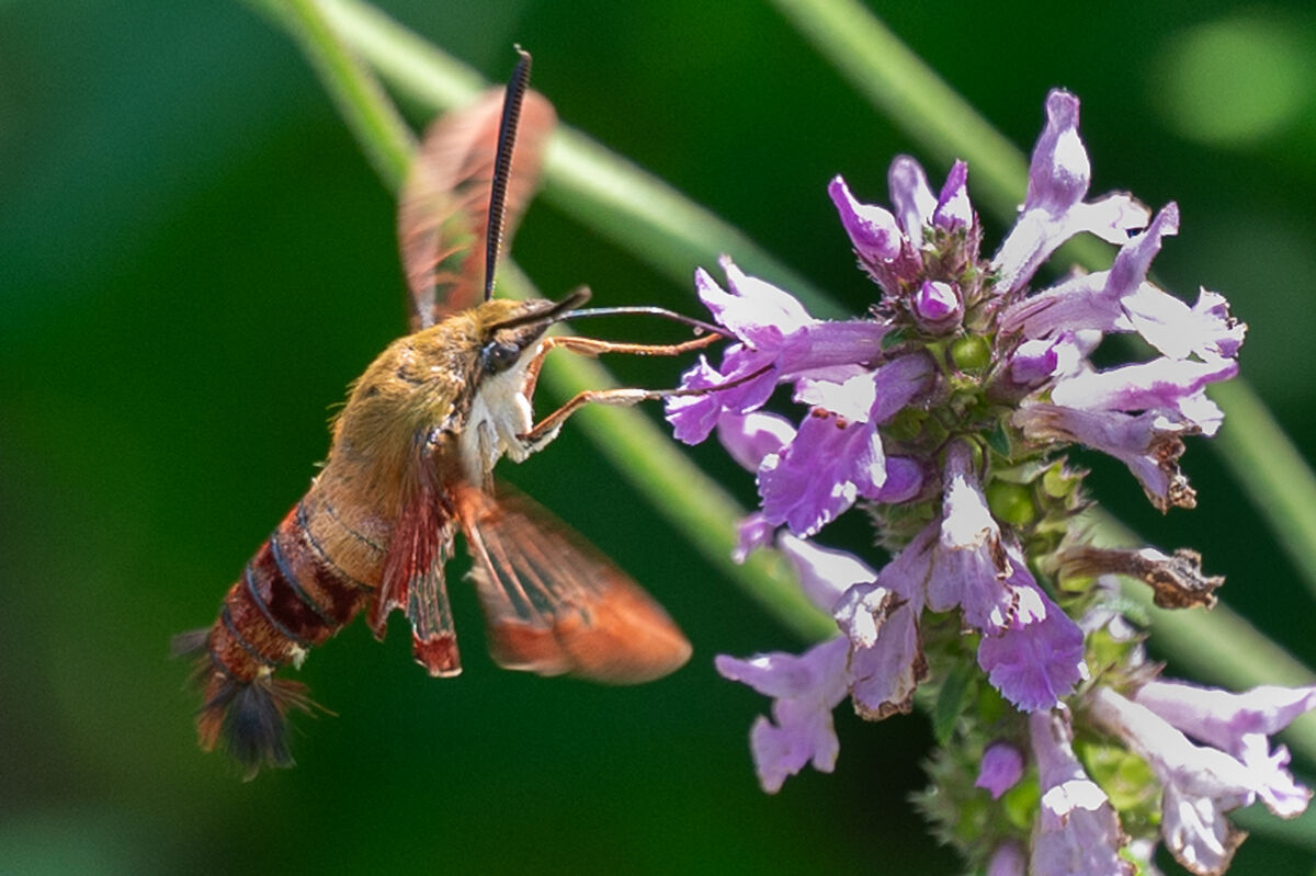 Humming Bird Moth: Humming Bird Moth enjoying nectar.