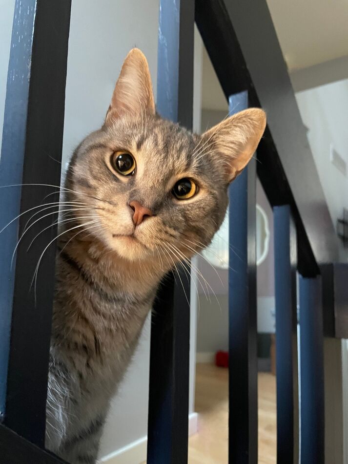 Meet Rocky.. Meet Rocky. He meets me at the top of the stairs every ...