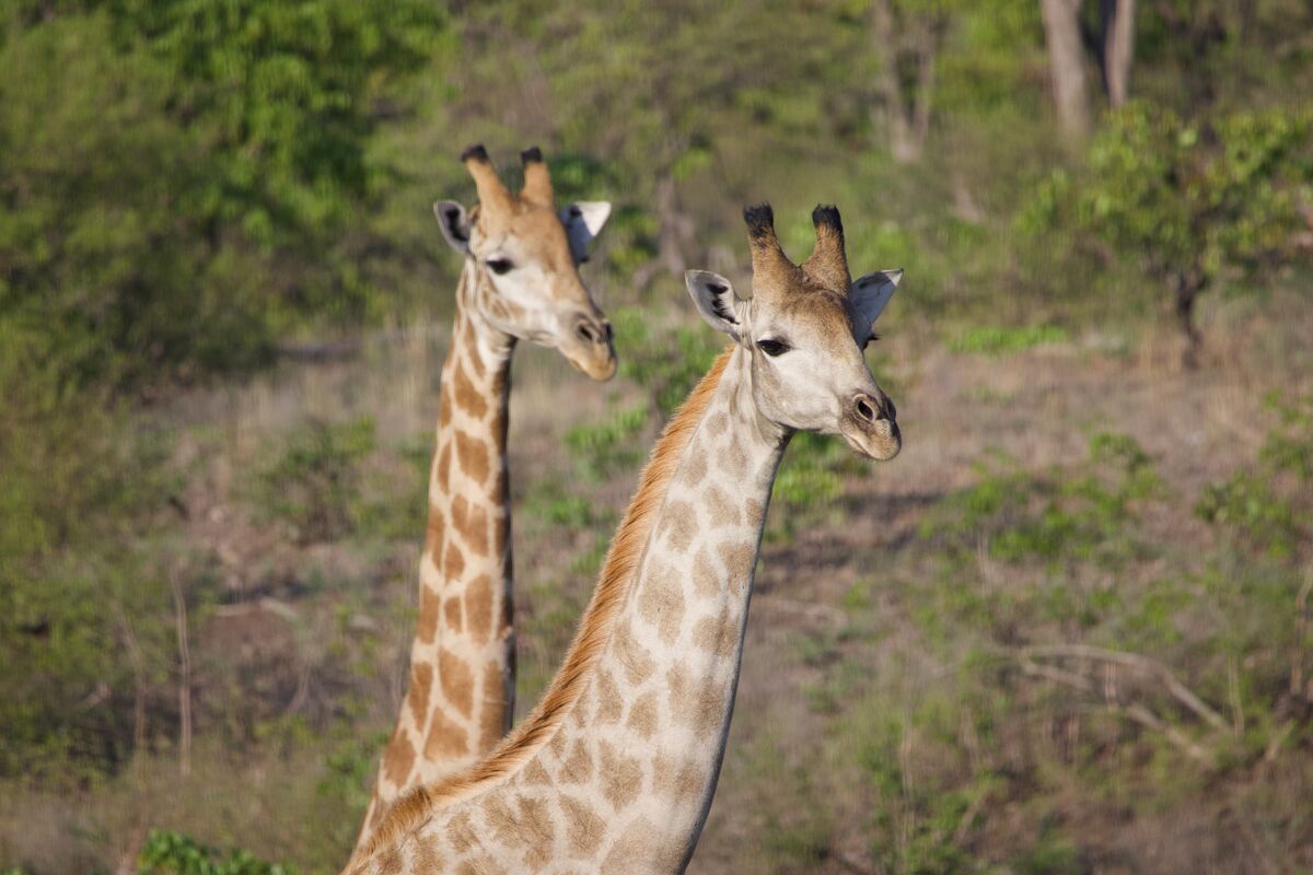 Focus: I would like to know what I could have done to get both giraffes ...