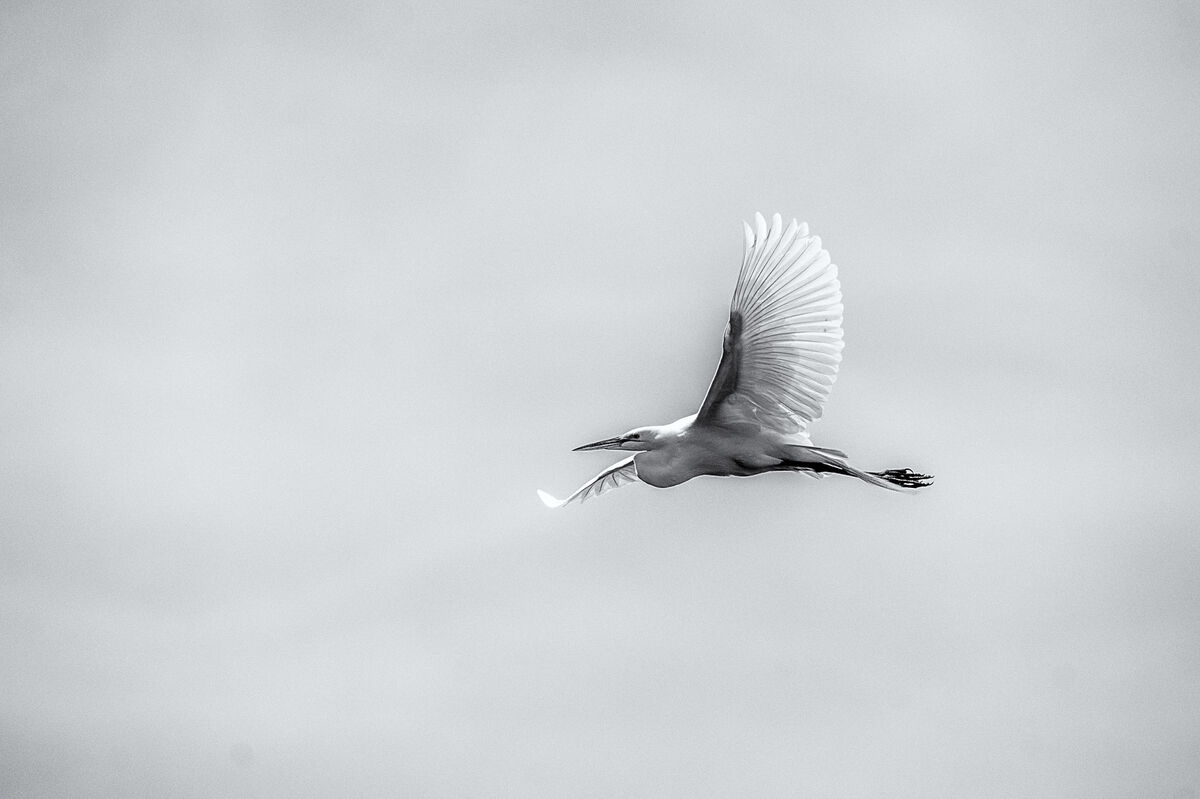 Greats: I did a couple of Great Egrets in B&W Still looking for one that turns out OK.