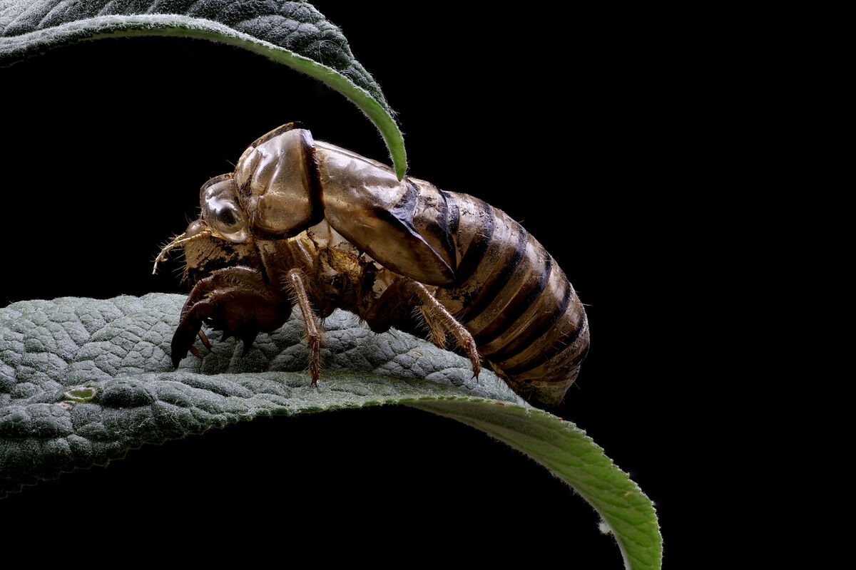 Just a Former Shell of Itself: Stacked using the WeMacro Focus Rail and ...