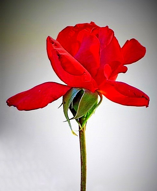 "Rosa Pendulina L. LC Mountain Rose.": Lens: Sigma 70-300mm, APO, DG ...