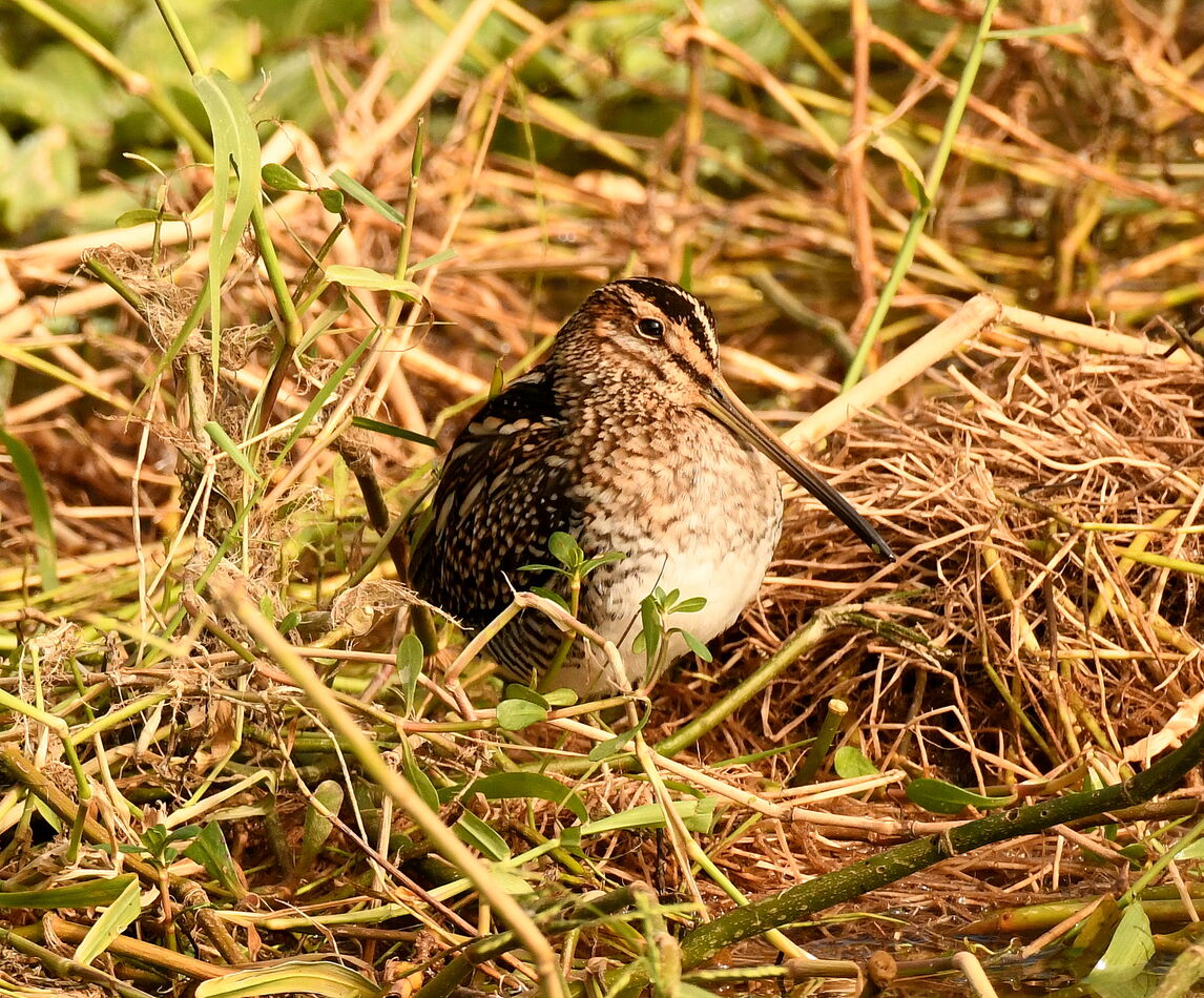 Wilsons' Snipe: Lake Apopka, Florida...