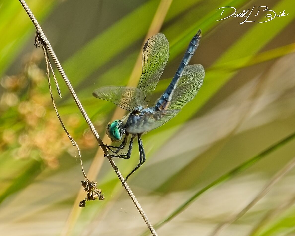 Pond dragons: These are from my front yard. I haven't seen the variety ...