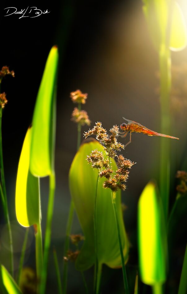 Pond dragons: These are from my front yard. I haven't seen the variety ...