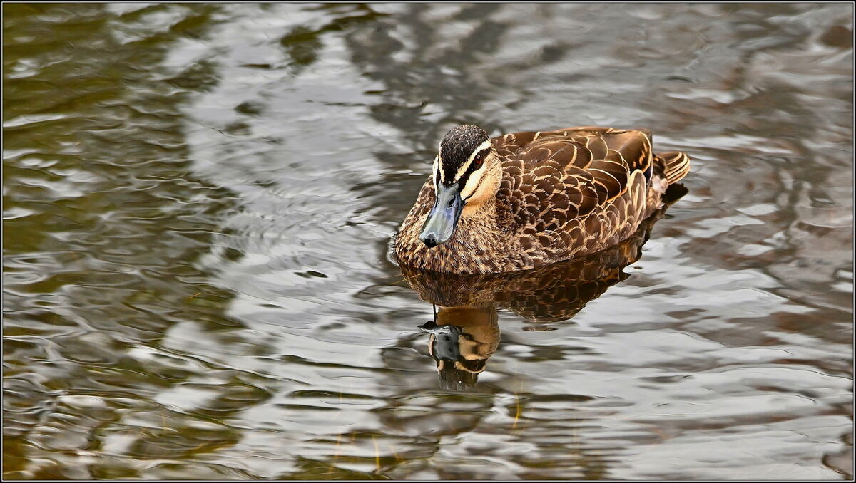 Pacific Black Duck: Our most common duck...