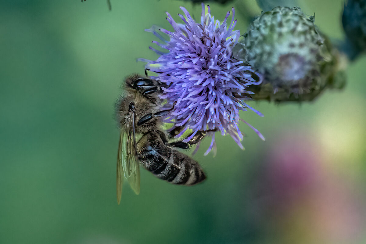 Bees on Thistle Our Yard 7-19-2024: A few bees to keep your day buzzing! Z8, Z 105 MC, high ISOs ...