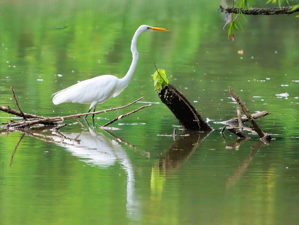 A Great Egret, but a diva: This bird is a tease and a stinker! He was ...