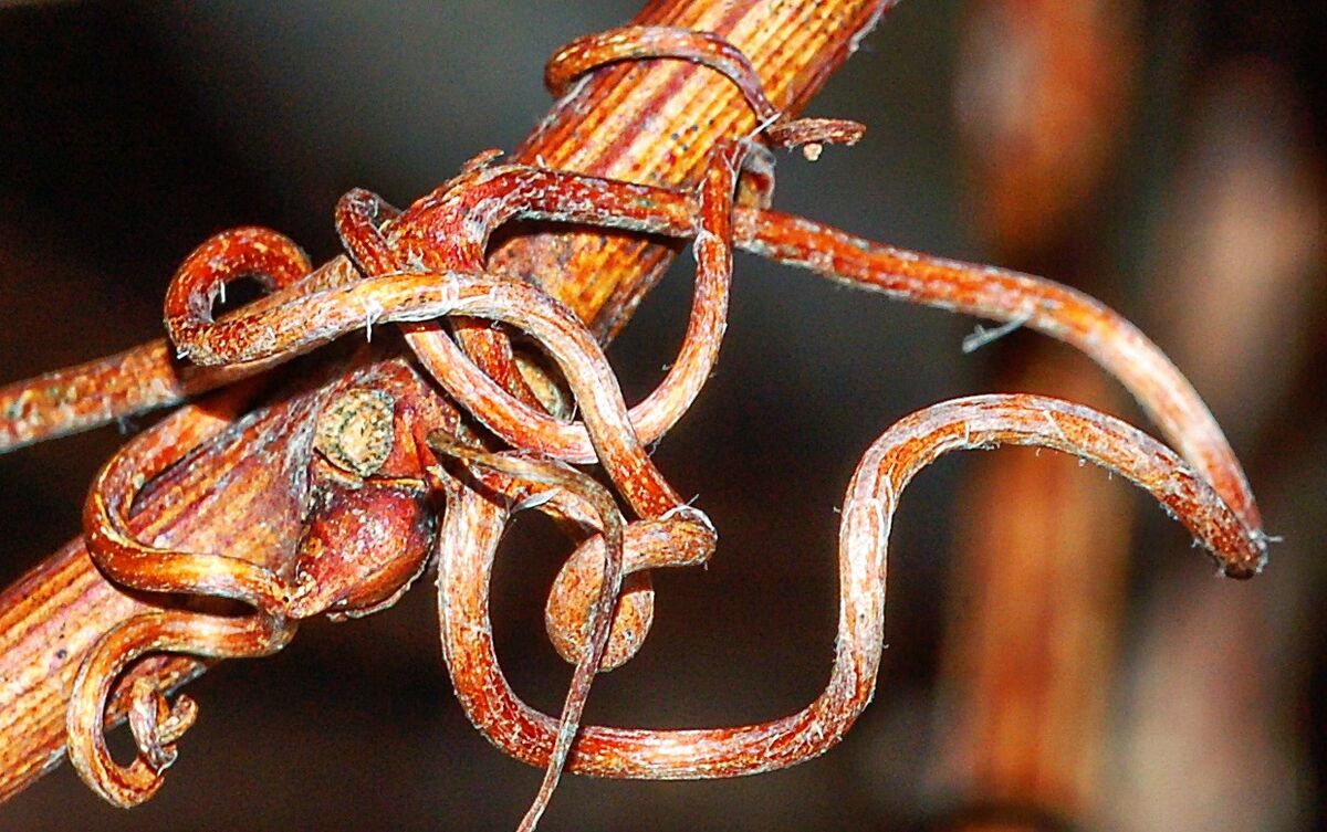 Curlicues 1: Endless designs from the grape vines 😃😃😃...