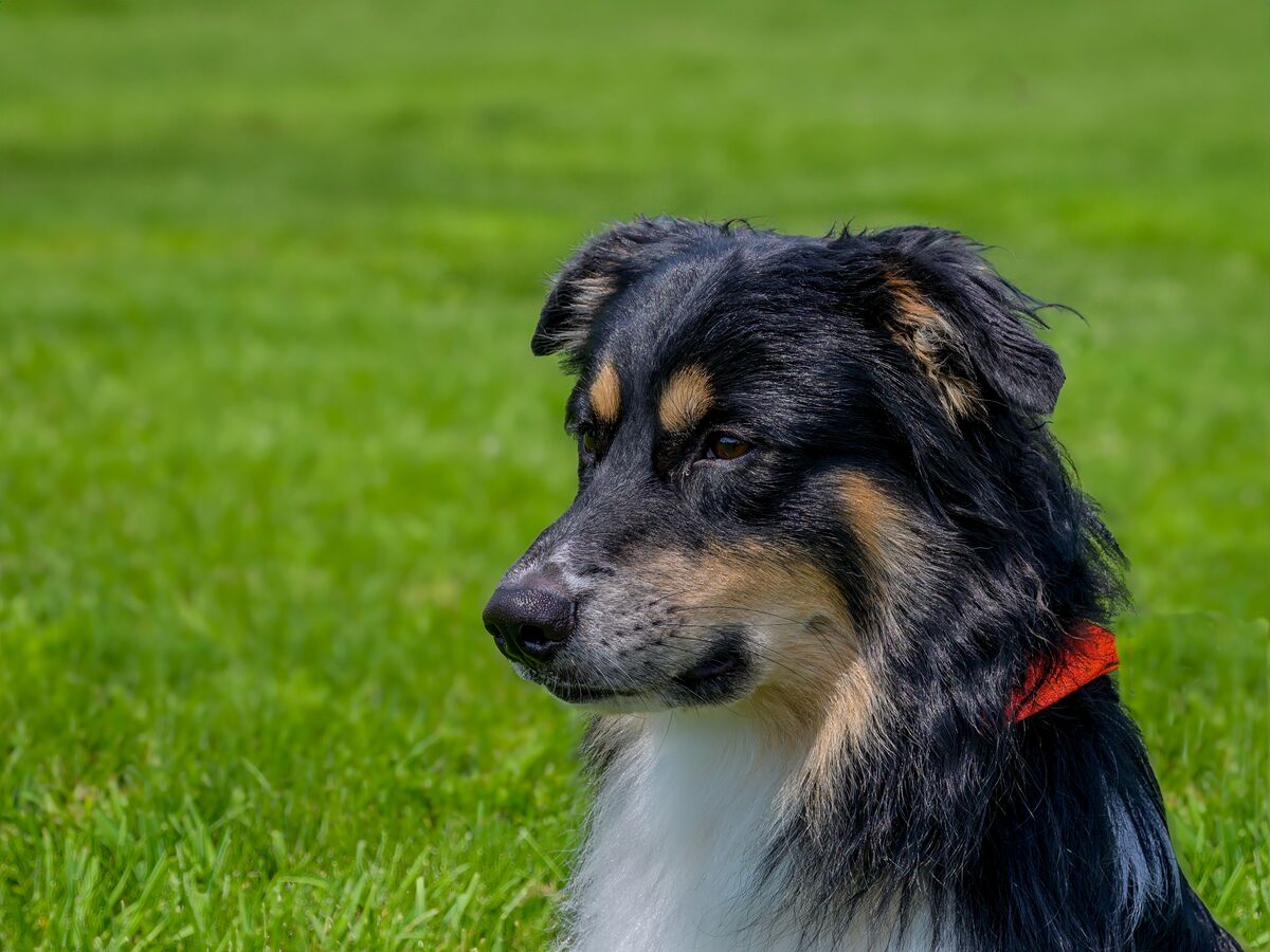 Tried a different subject matter today: Portrait of Remy my daughters ...