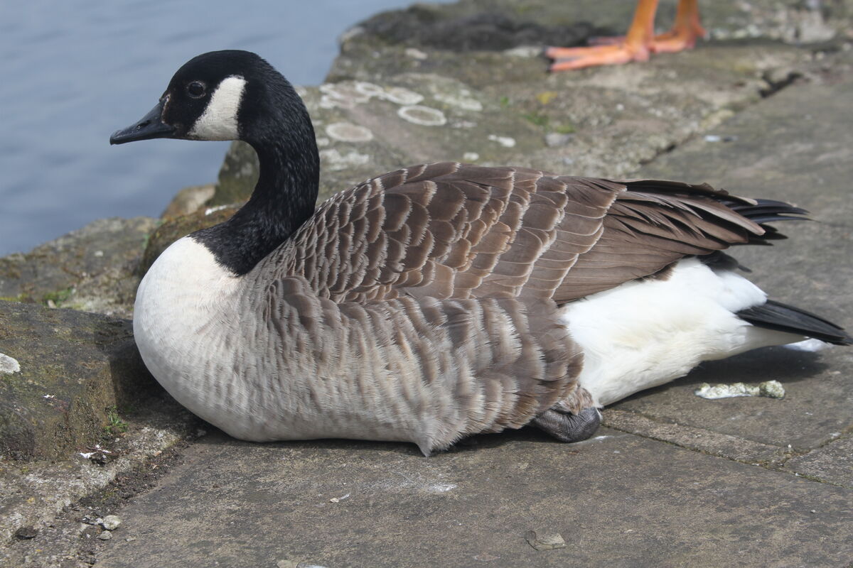 Peasholme Park 5 Another Goose: A smart goose having a rest...